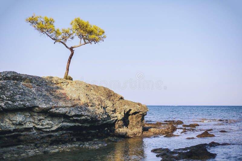 A Single Tree that Grew on a Large Rock by the Sea in Turkey Stock ...