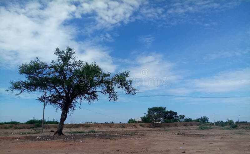 Single tree on ground stock photo. Image of tree, criket - 119006964