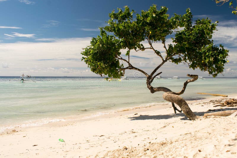 Single Tree Growing at the Beach Shore Stock Image - Image of tropical ...