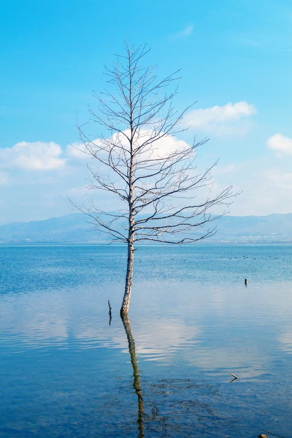 Single Tree Growing in Bog Lake at Misty Morning Stock Image - Image of ...