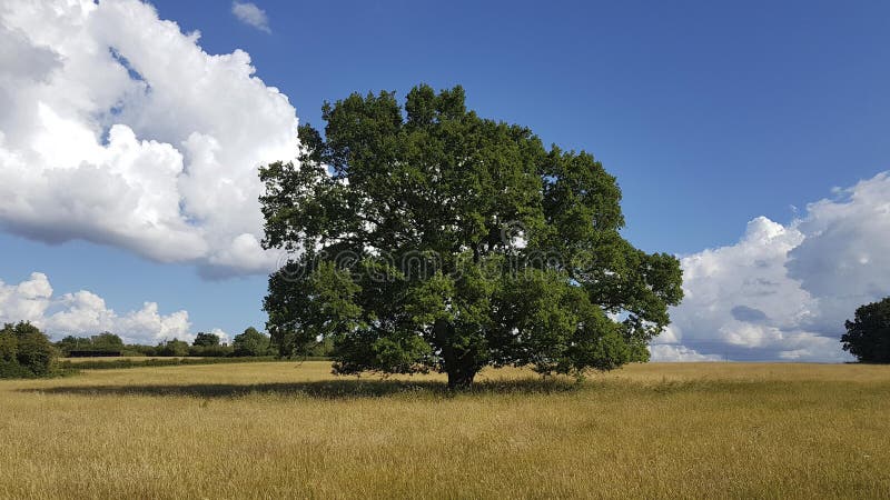 Single Tree Growing in a Corn Field Stock Image - Image of growing ...