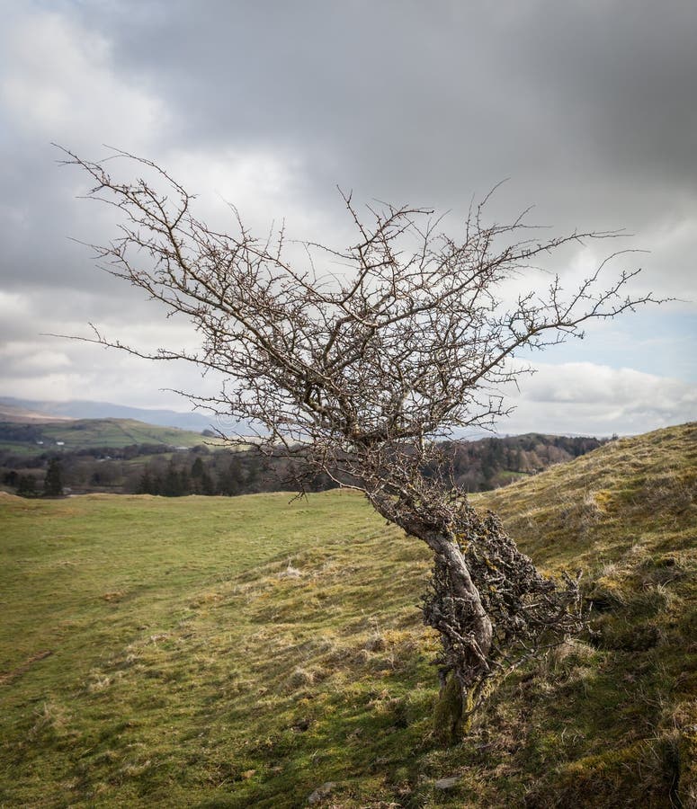 Single tree stock image. Image of nature, spooky, landscape - 57661533