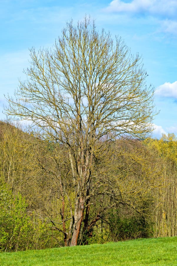 Single Tree Growing on the Lawn Stock Photo - Image of field, shadow ...