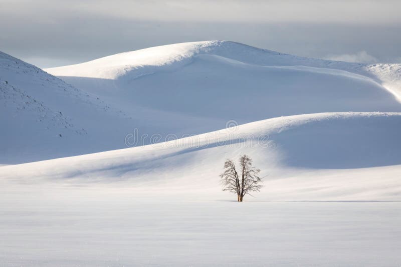 Single Tree Growing Near Mountains Fully Covered in Snow Stock Photo ...