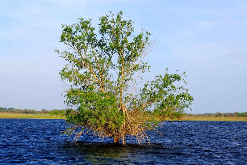 Single Tree Growing in the River Stock Photo - Image of tree, river ...