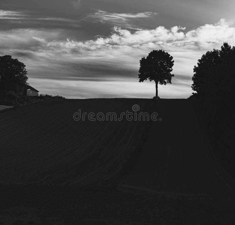 Single Tree Growing Spit Two Fields Stock Photos - Free & Royalty-Free ...