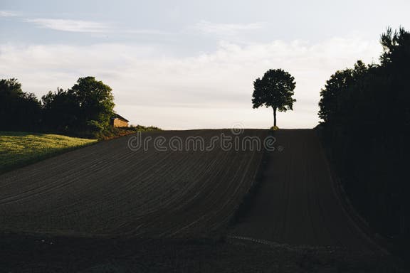 A Single Tree Growing on a Spit between Two Fields Stock Photo - Image ...