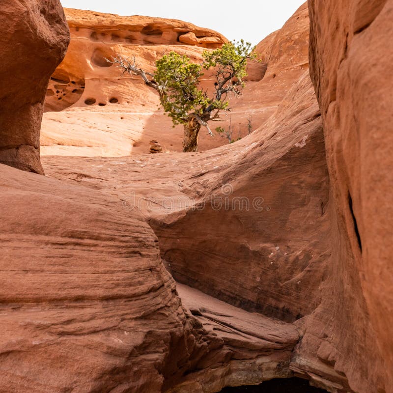 Single Tree Grows in the Smooth Rock Formations of the Needles Stock ...