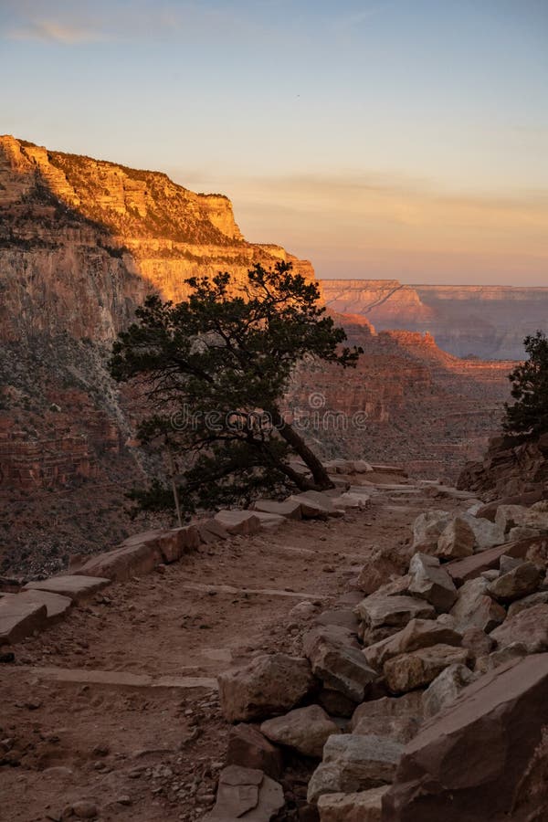 Single Tree Hangs Over the Grand Canyon Edge Along South Kaibab Stock ...
