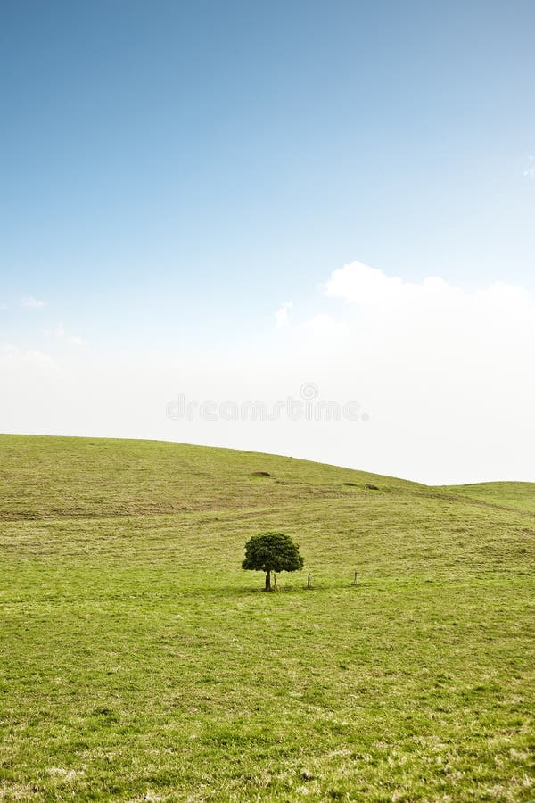 Single tree on hill stock photo. Image of field, scenery - 12370184