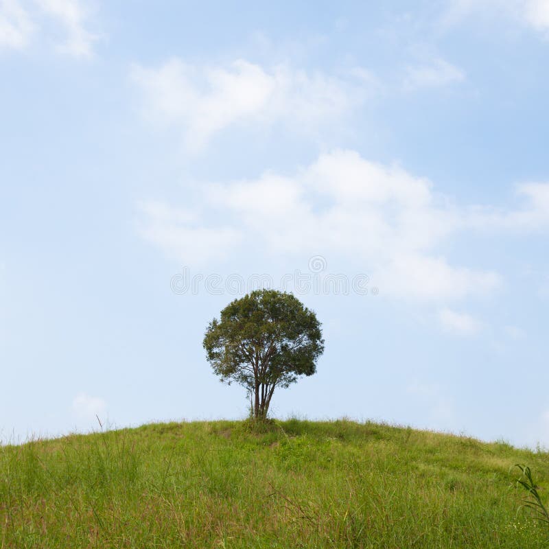 Single tree on a hill. stock photo. Image of single, green - 49927890