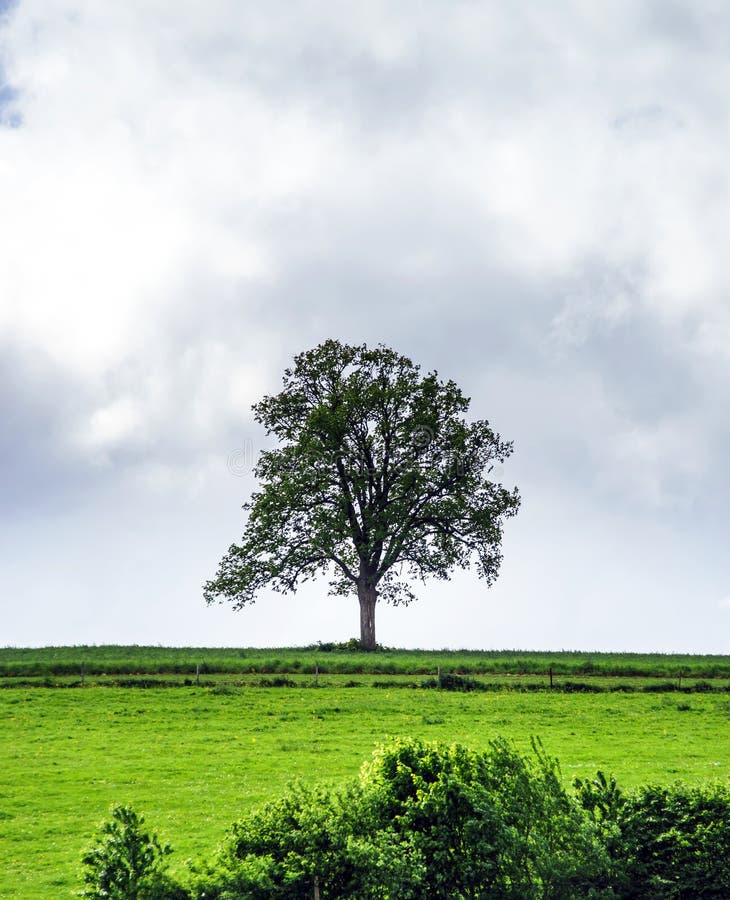 Single tree on a hill stock image. Image of spring, landscape - 40605873