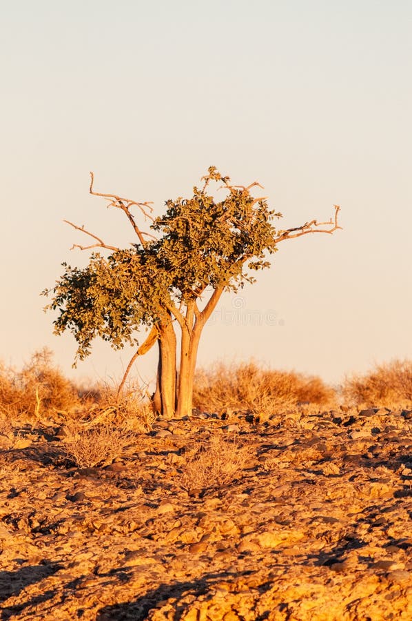 Sunset at Sesriem Canyon stock photo. Image of geology - 269082362