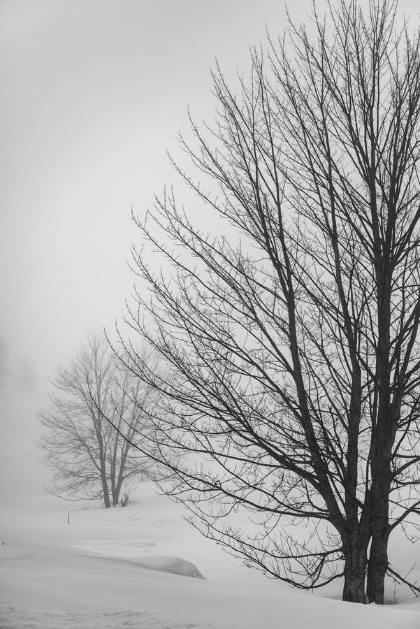 Single Tree Isolated on the Italian Mountain Stock Photo - Image of ...
