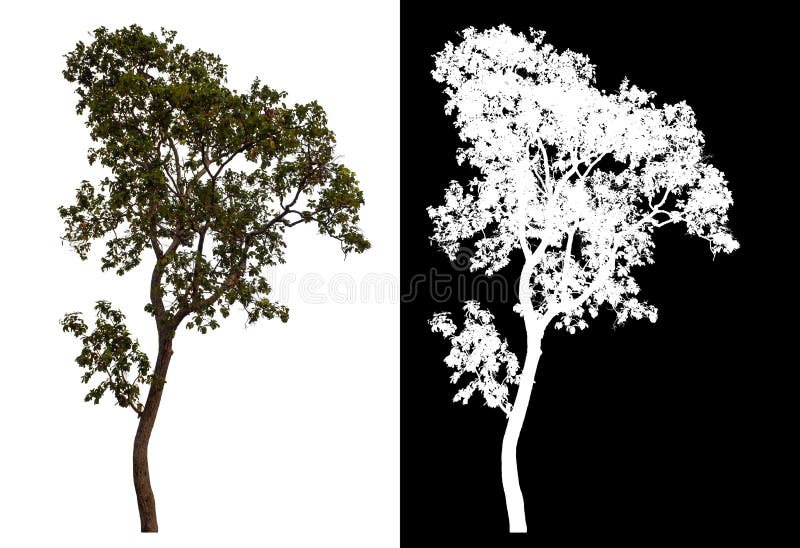 Alpha Transparent Trees Stock Illustrations – 300 Alpha Transparent ...