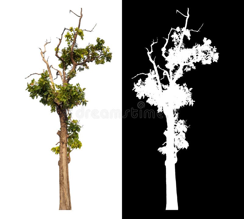 Alpha Transparent Trees Stock Illustrations – 300 Alpha Transparent ...