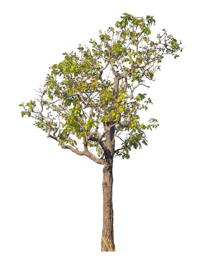 Tree with Clipping Path and Alpha Channel on Black Background . Stock ...