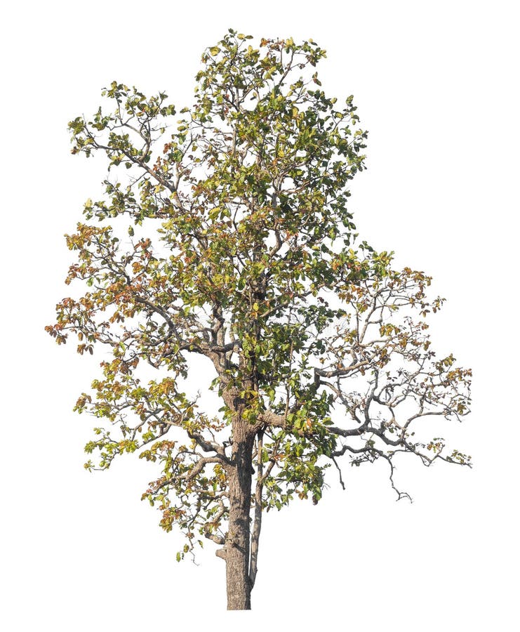 Tree with Clipping Path and Alpha Channel on Black Background . Stock ...