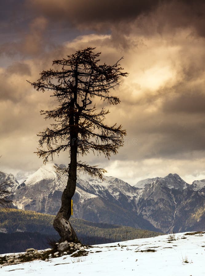 Single Tree and Julian Alps Stock Image - Image of frozen, forest: 25813621