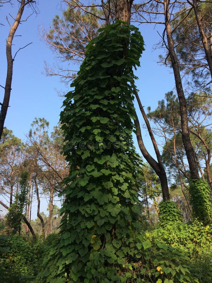 Single Tree in Jungle Hamirpur HP India 8 Stock Photo - Image of ...