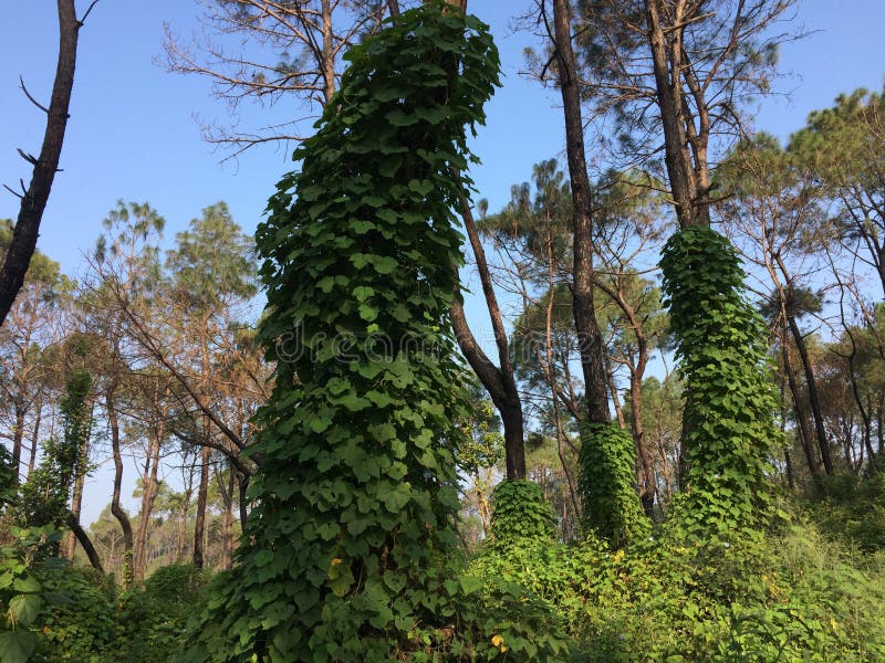 Single Tree in Jungle Hamirpur HP India 9 Stock Image - Image of ...