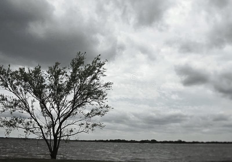 Single Tree in lake front stock image. Image of landscapes - 148791047