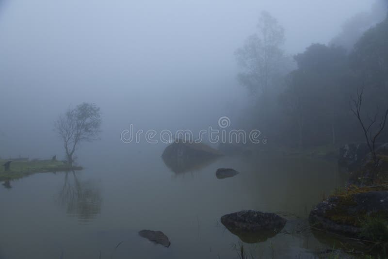 A Single Tree by the Lake Water at Sunrise with Mist. Stock Photo ...