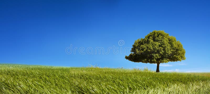 Single Tree Landscape