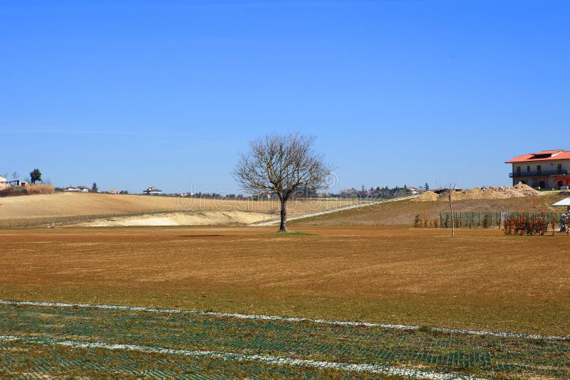 Single tree in landscape stock image. Image of arable - 24404641