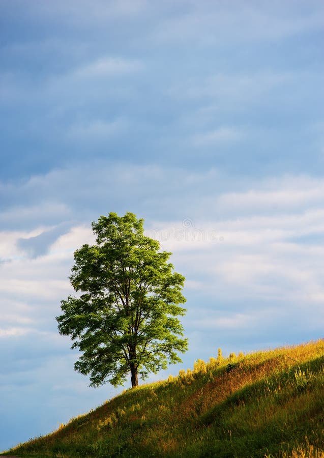 Single tree stock image. Image of idyllic, beautiful - 15106187