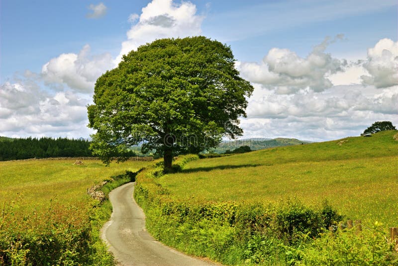 Single tree and lane. stock photo. Image of green, lane - 20066720
