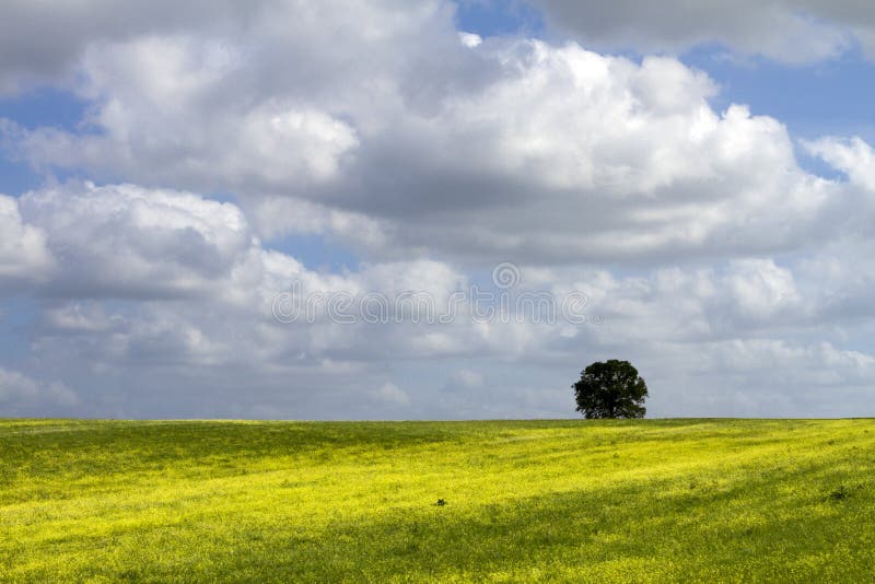 Single Tree in a Large Green Field Under the White Fluffy Clouds during ...