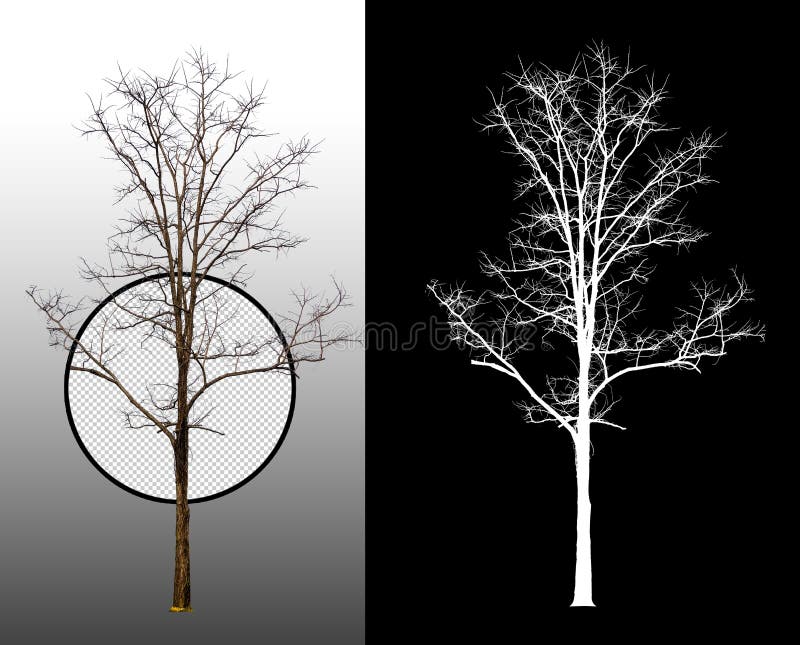 Single Tree without Leaf with Clipping Path Stock Photo - Image of ...