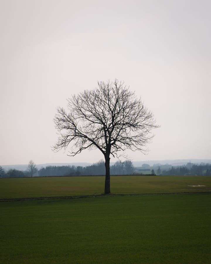 A Single Tree without Leaves Stands Alone in the Middle of a Green ...