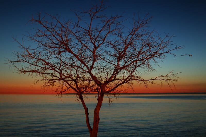 Single Tree without Leaves at Sunset Facing Sea Stock Photo - Image of ...