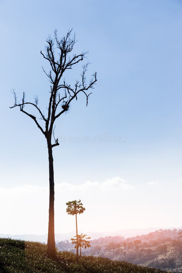 A single tree stock image. Image of agriculture, concept - 96064273