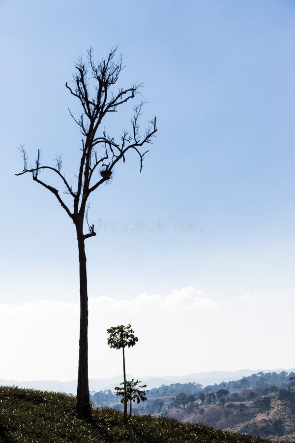 A single tree stock photo. Image of nature, water, dead - 96064314
