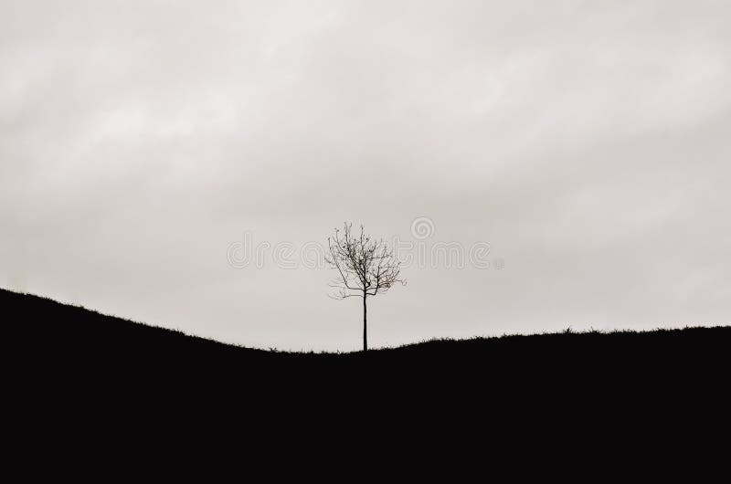 A Single Tree Left in the Mountain Stock Photo - Image of nature, plant ...