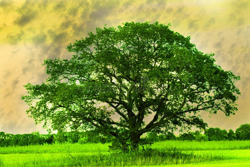 A Single Tree, a Lonely Oak in the Fields Stock Photo - Image of ...