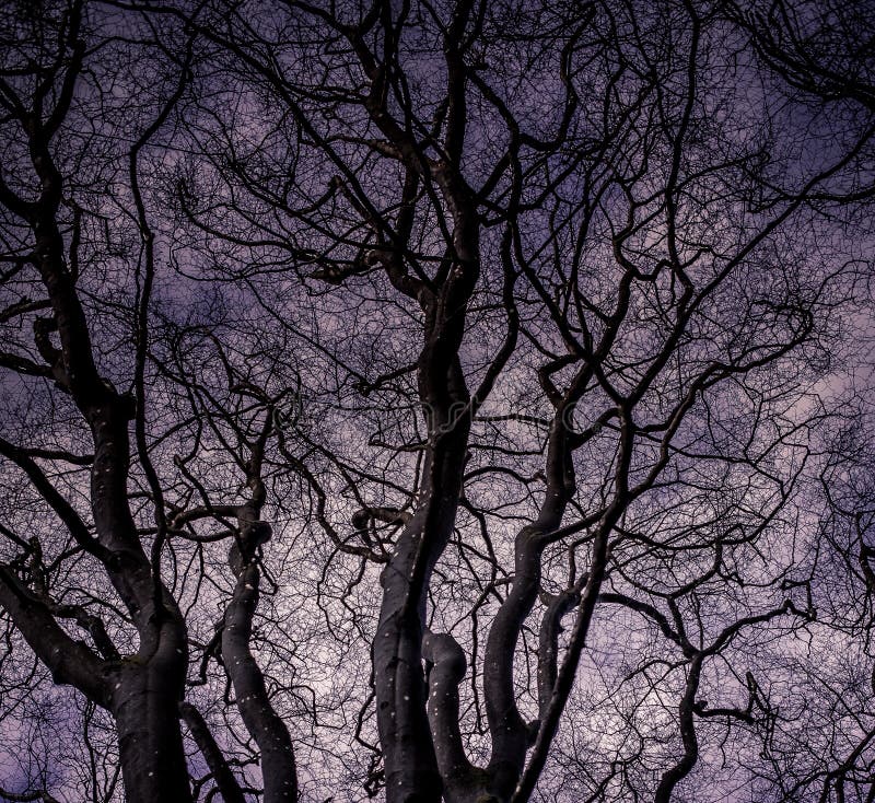 Single Tree with a Look on Its Branches Against the Light Stock Image ...
