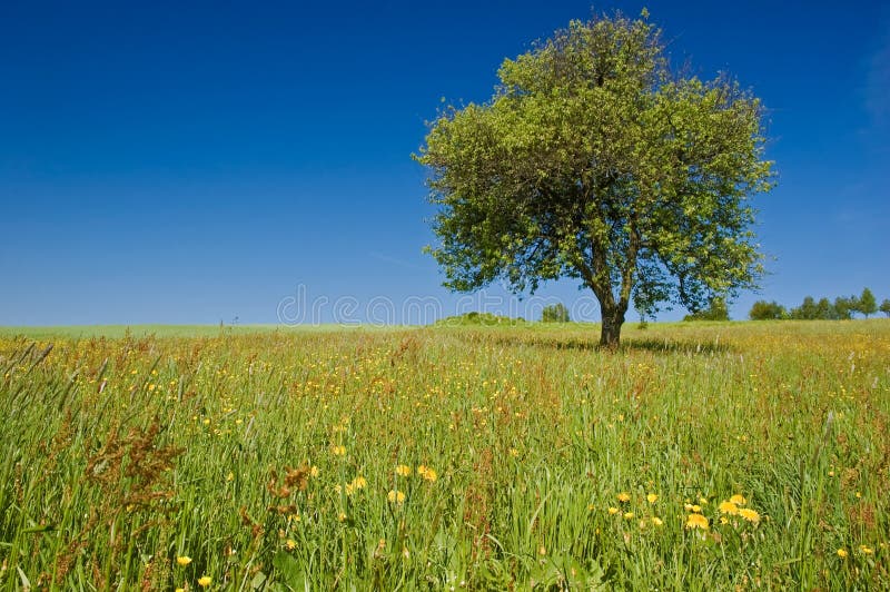 Single Tree in Meadow at Springtime Stock Photo - Image of grass ...