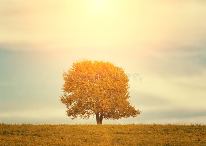 Single Tree on Meadow Full of Flowers in Autumn Landscape Under Blue ...