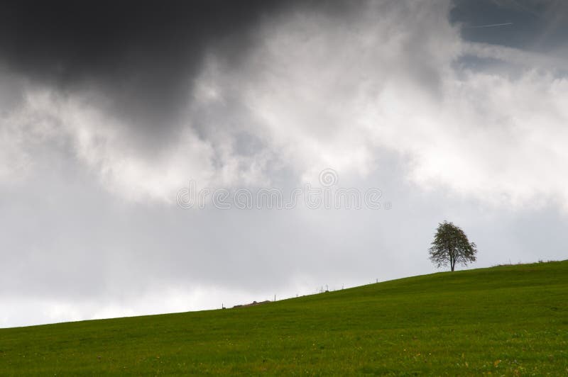 Single Tree on a Meadow with a Dark Sky Stock Photo - Image of green ...