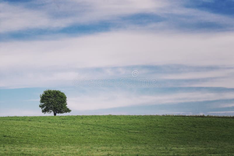 Single Tree on Meadow Full of Flowers in Summer Landscape Under Blue ...