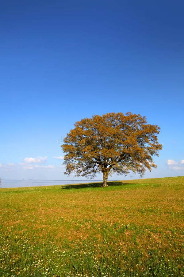 Single Tree in the Middle of Wildflower Meadow of Scenic Antelope ...