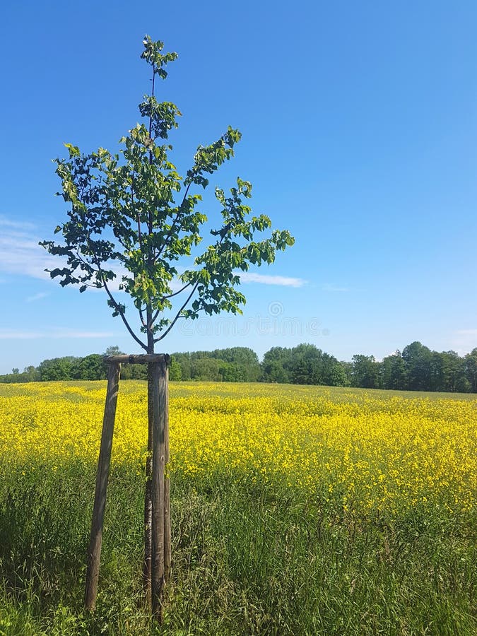 Single Tree in the Meadow with Spring Flowers Stock Photo - Image of ...