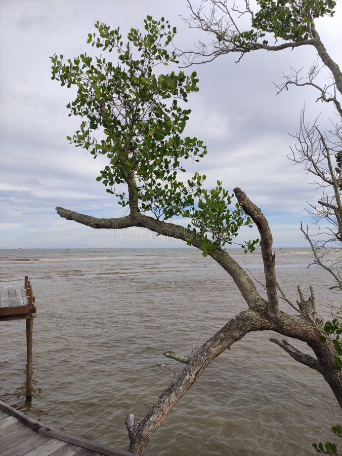 Single tree stock photo. Image of tree, single, seascape - 233125802