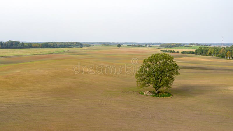A Single Tree in the Middle of a Brown Ploughed Field Stock Image ...