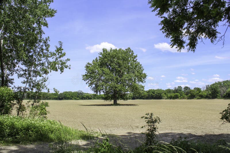 Single Tree in the Middle of a Farm Field Stock Image - Image of ...