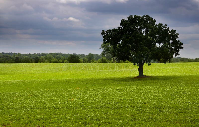 Single Tree in the Middle of Fields Stock Photo - Image of countryside ...